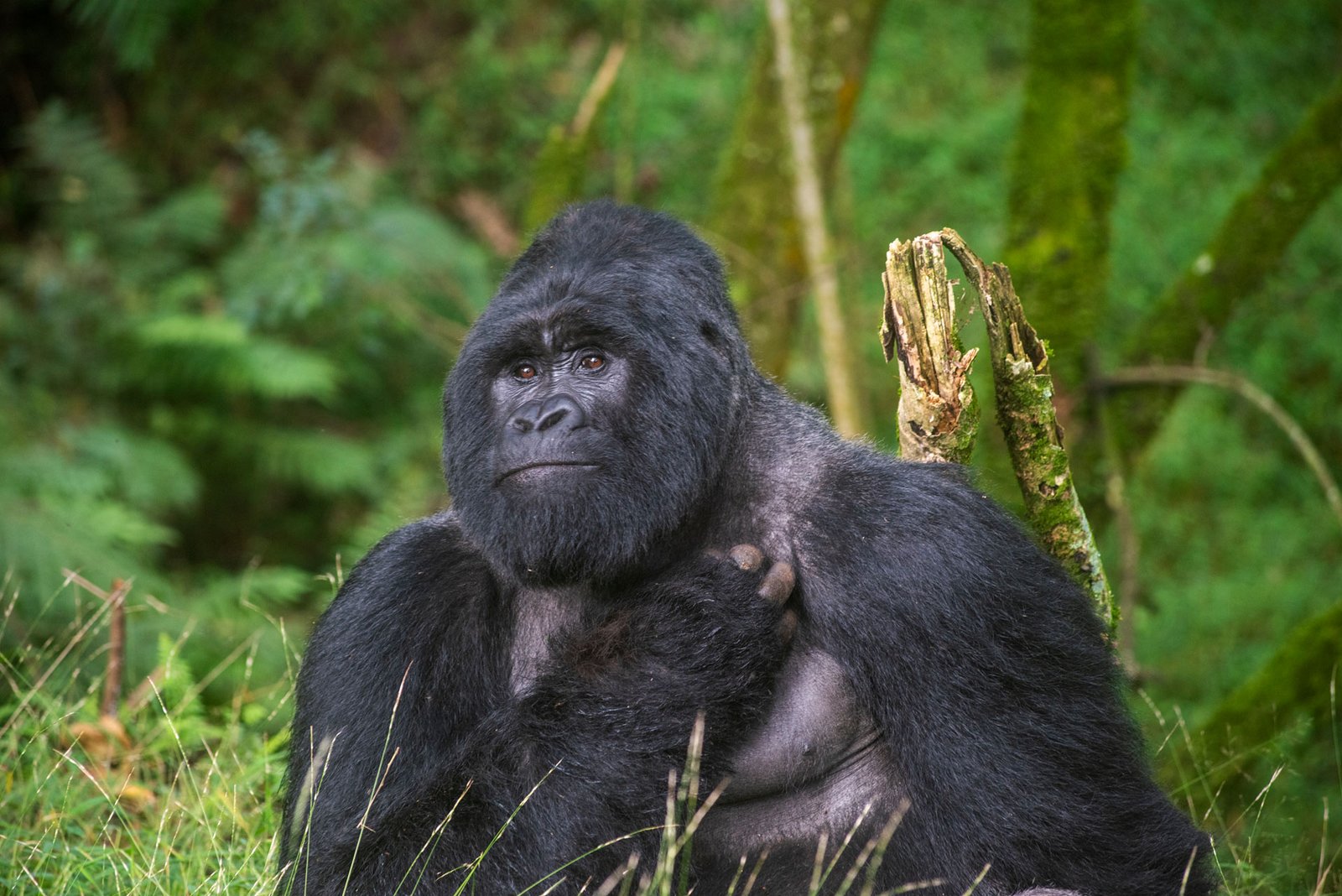 Facts About Mountain Gorilla Trekking In Africa
